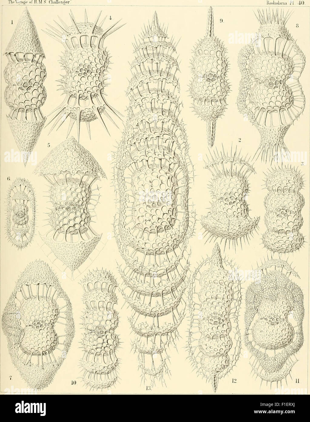 This 1887 monograph offers an in-depth study of Radiolaria (Rhizopoda ...