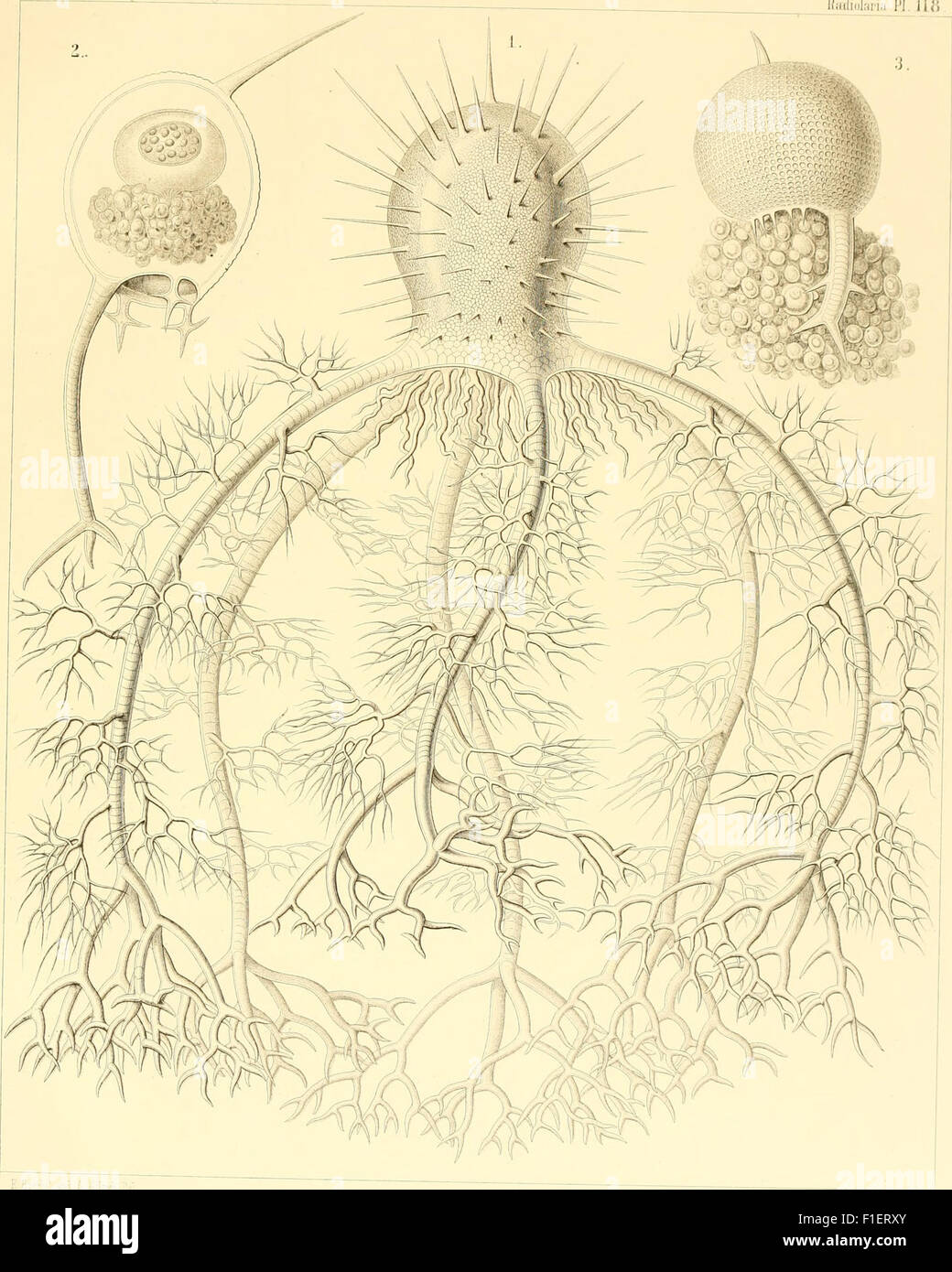 This 1888 monograph details the study of radiolarians, microscopic ...