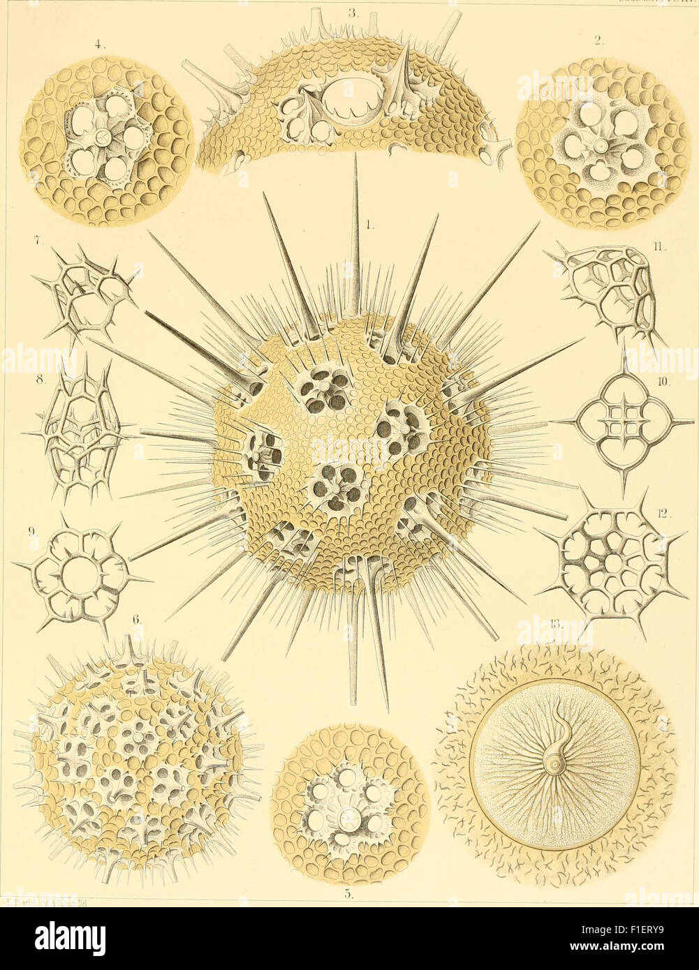 The monograph 'Die Radiolarien' (1888) focuses on Radiolarians, a group ...
