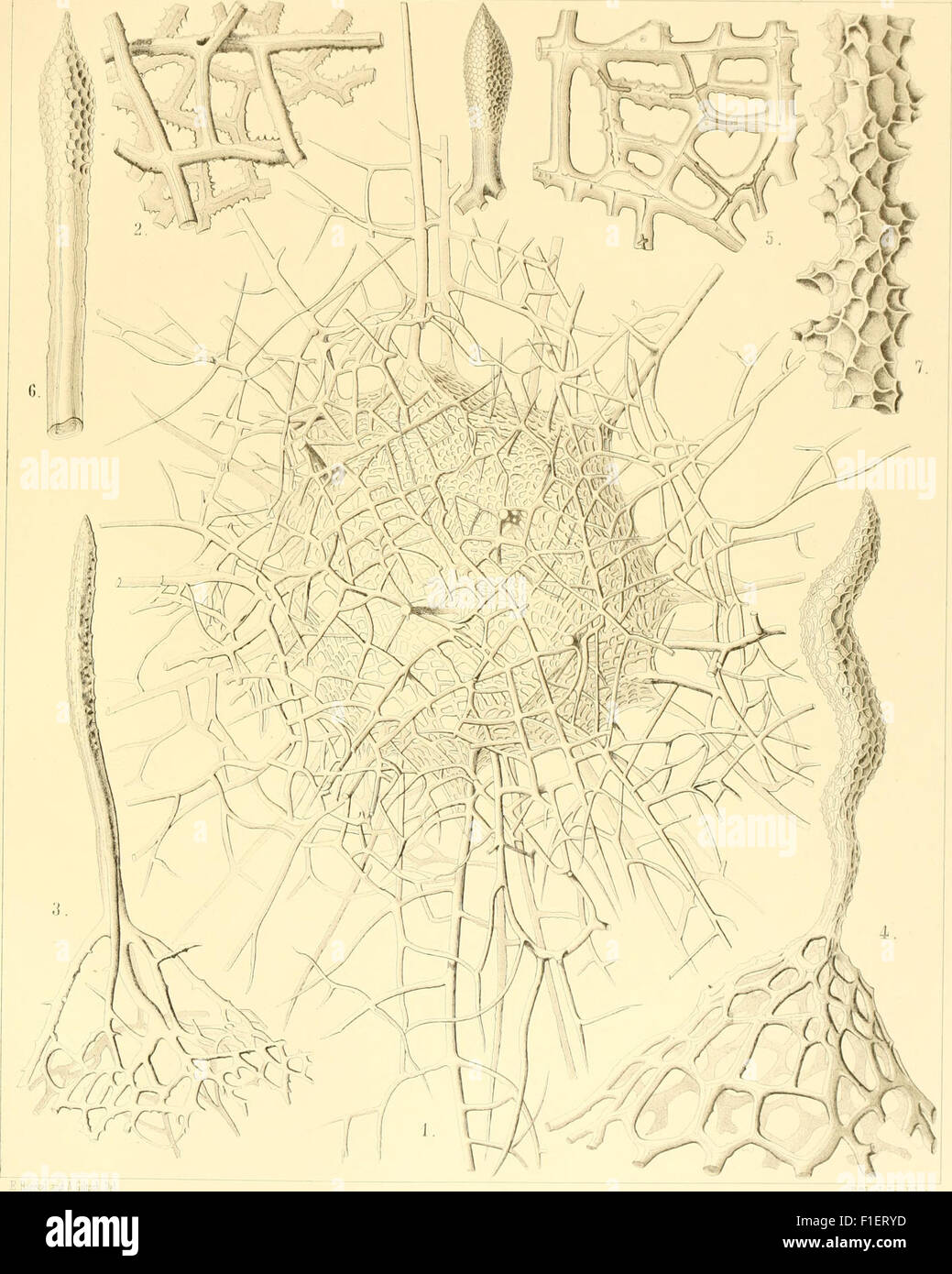 Radiolarian morphology hi-res stock photography and images - Alamy