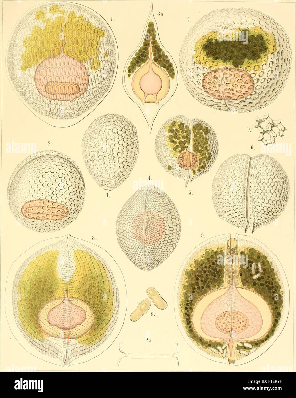 This monograph from 1888 focuses on Radiolaria, a group of single ...