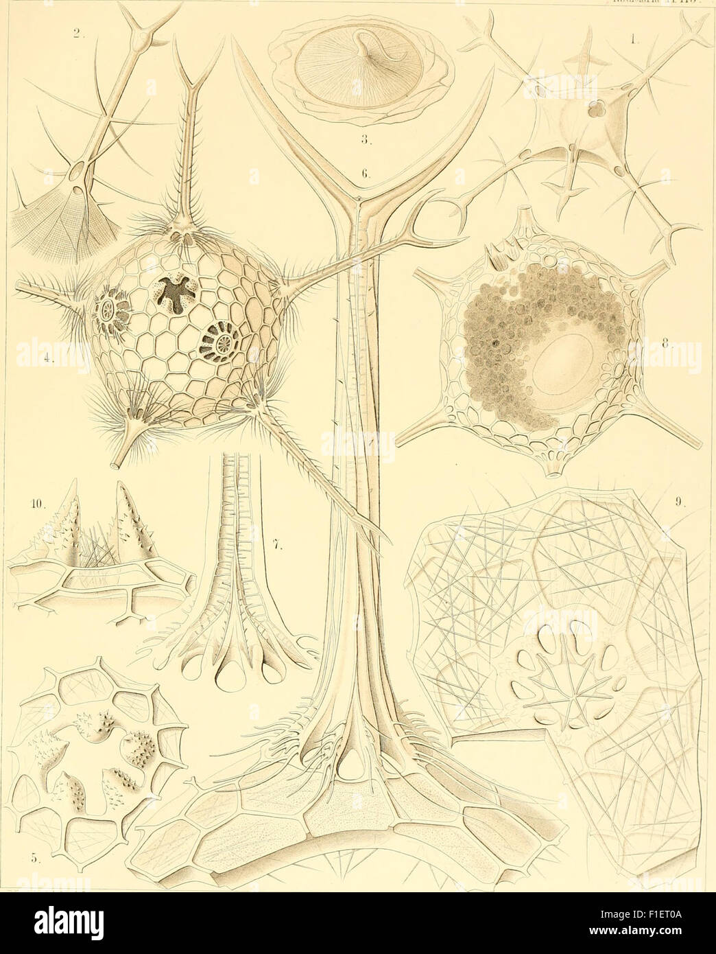 This 1888 monograph 'Die Radiolarien' provides an extensive study of ...
