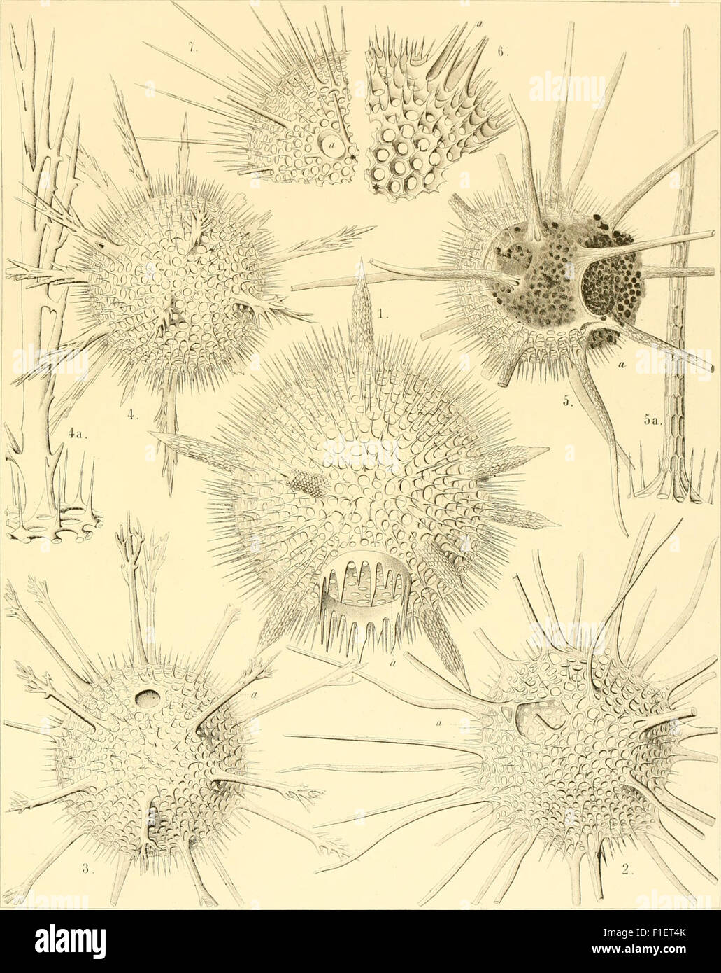 This 1888 monograph offers a detailed study of Radiolarians, marine ...