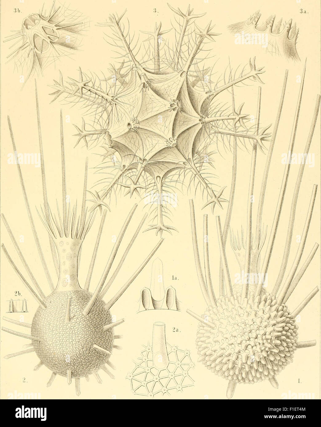 This 1888 monograph on radiolarians, a group of microscopic marine ...