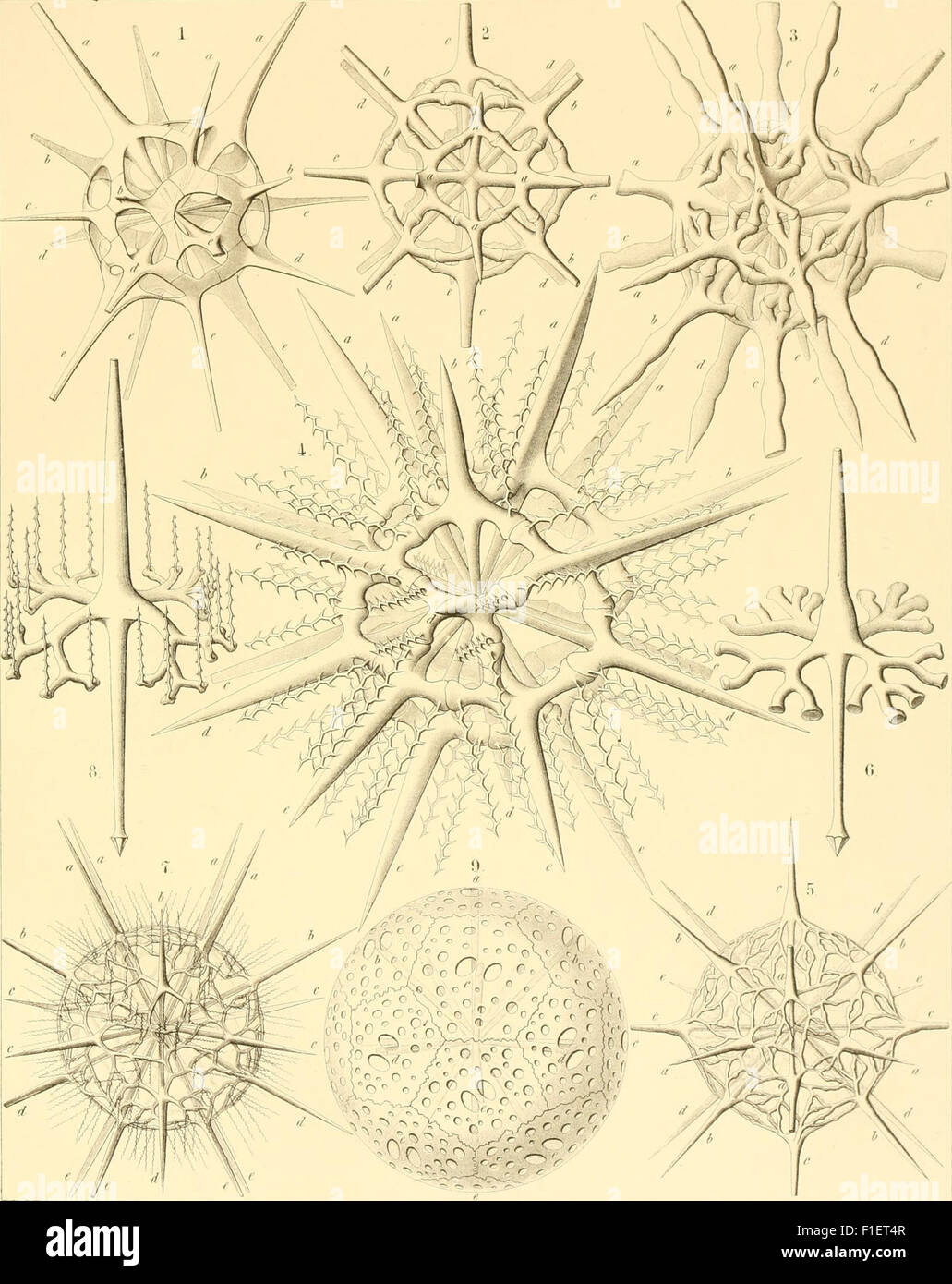 This 1888 monograph on radiolarians, a group of protozoa, explores ...