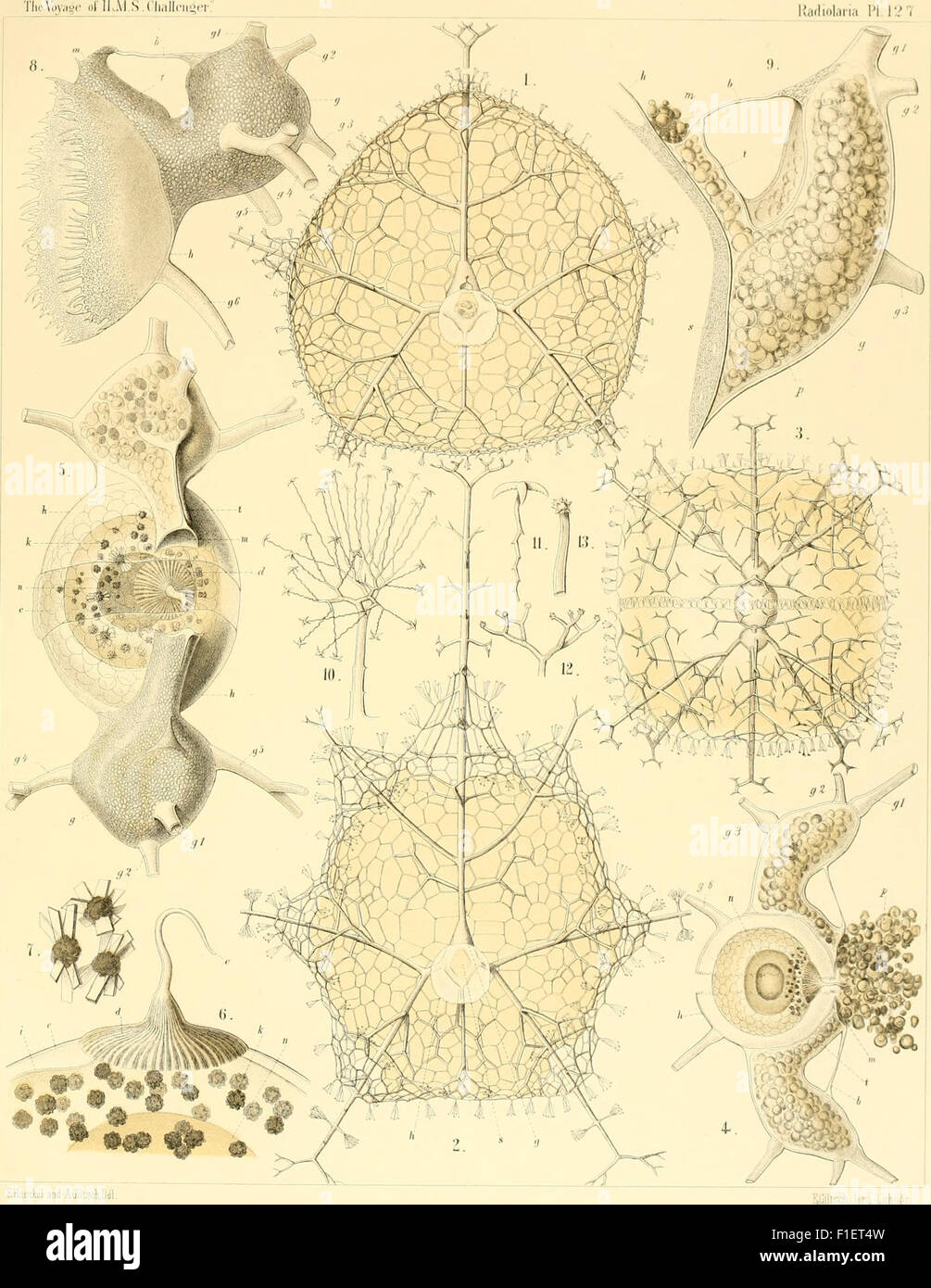 Die Radiolarien (1888) is a monograph on Radiolarians (Rhizopoda ...