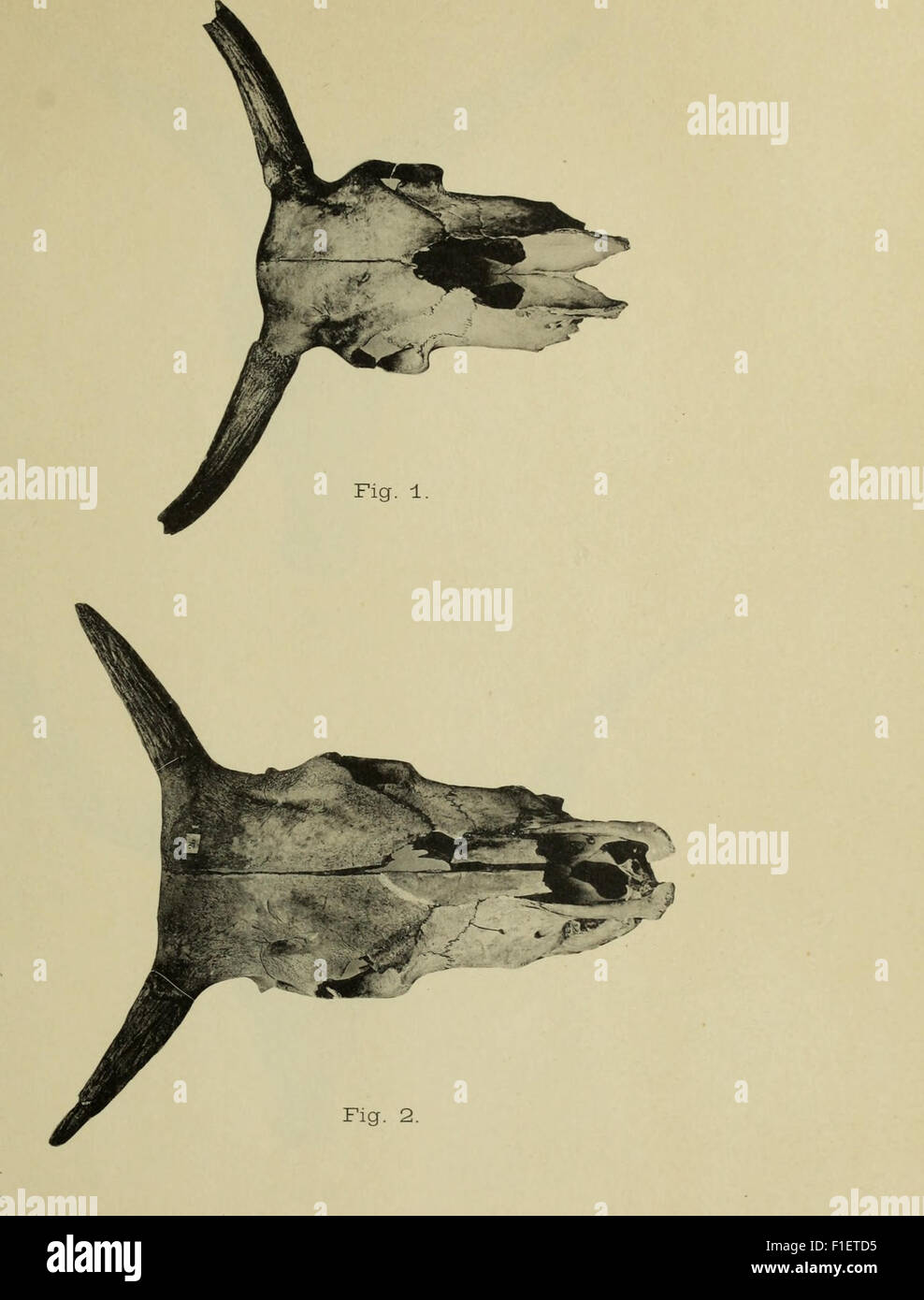 This 1899 work examines the history of cattle in ancient Babylon ...
