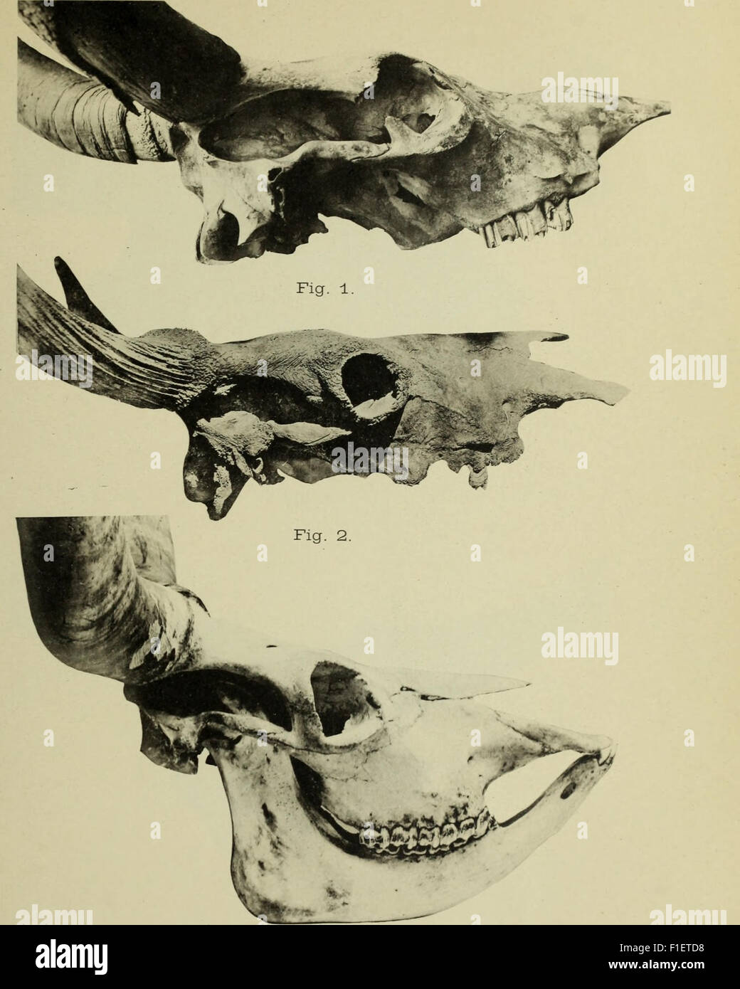 This 1899 work examines the history of cattle in ancient civilizations ...