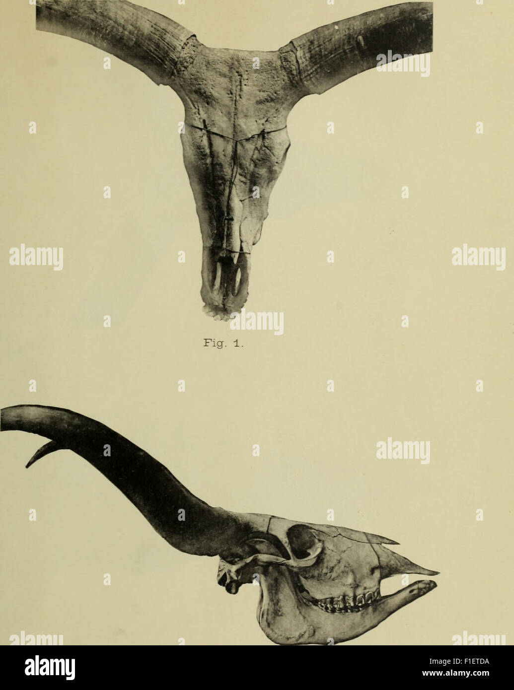 This 1899 work examines the cattle of ancient civilizations such as ...