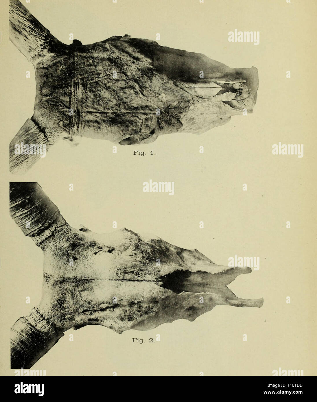 This 1899 work examines the history and significance of cattle in ...