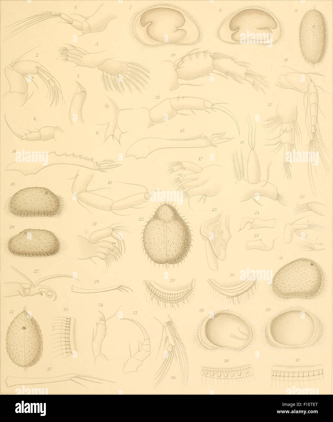 *Die Süsswasser-Mikrofauna Deutsch-Ost-Afrikas* (The Freshwater ...