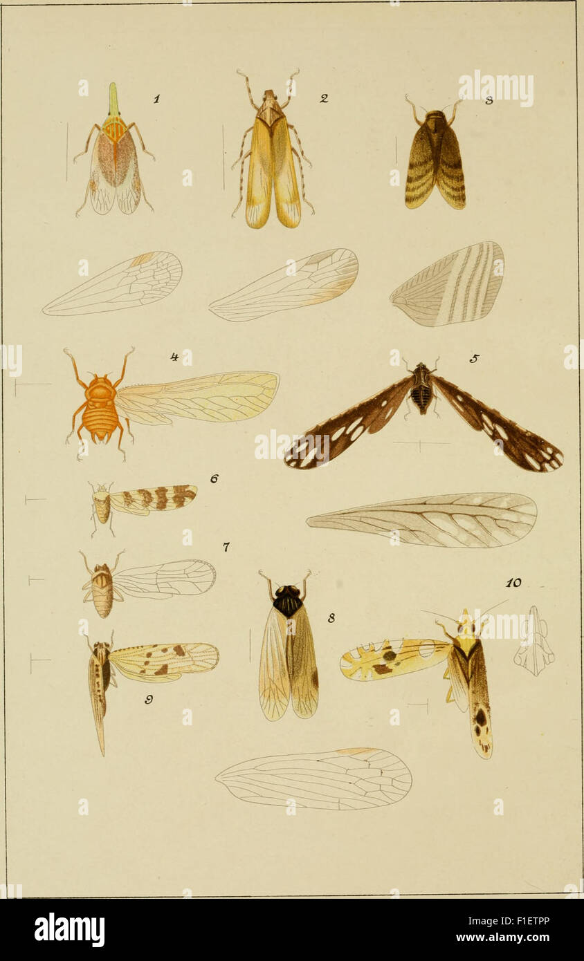 'Die Schädlichen und Nützlichen Insekten' (Harmful and Beneficial ...