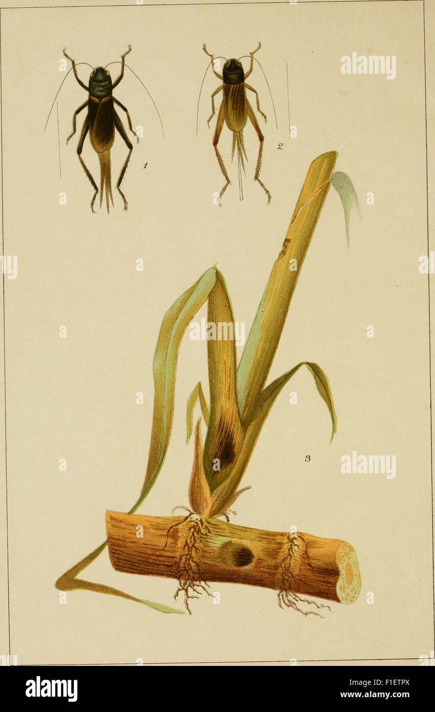 *Die schädlichen und nützlichen Insekten* (1910) examines the harmful ...