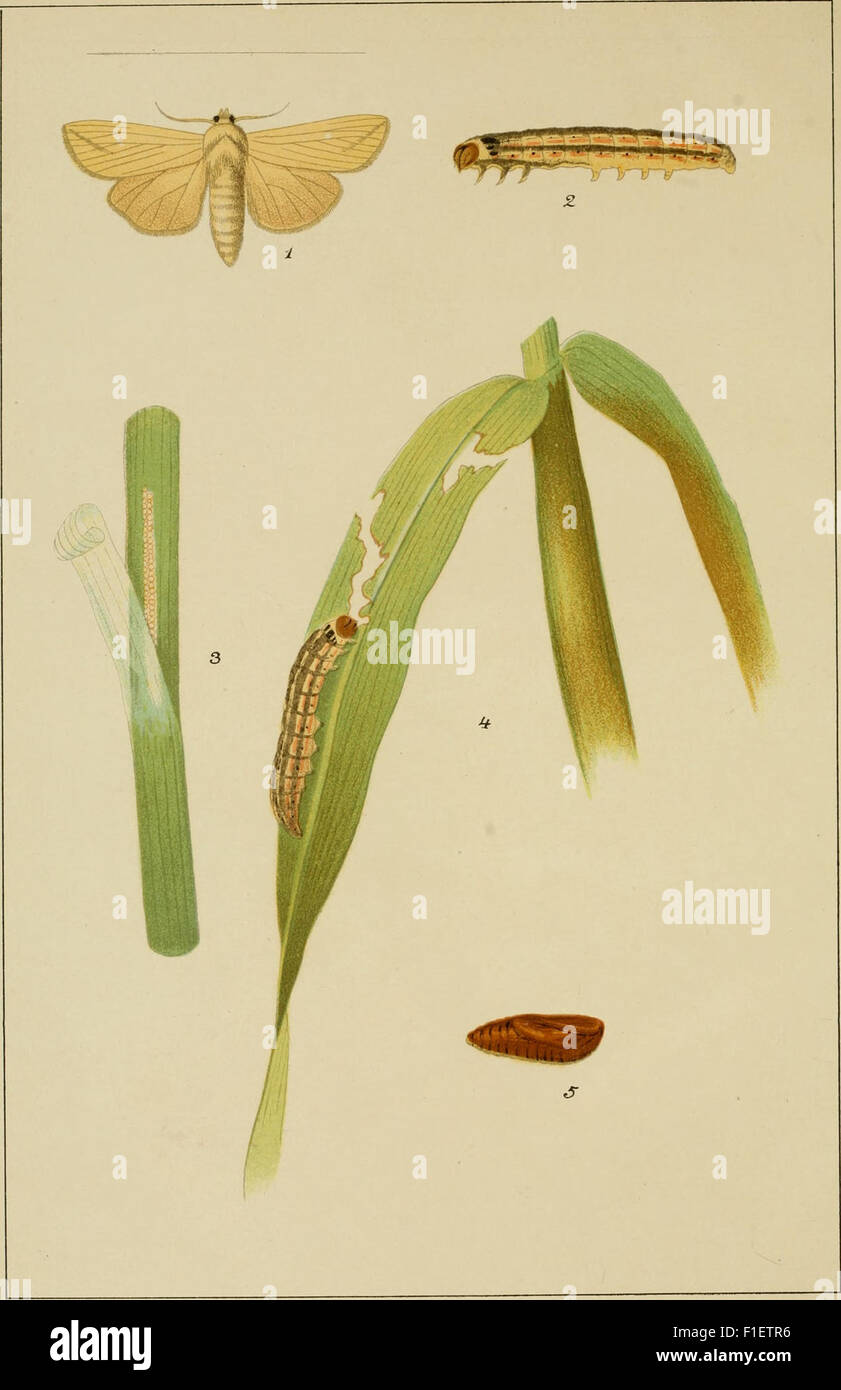 This 1910 work discusses the harmful and beneficial insects associated ...