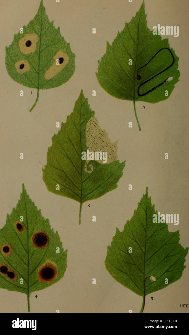 This 1913 work is a study of German butterflies, focusing on their ...