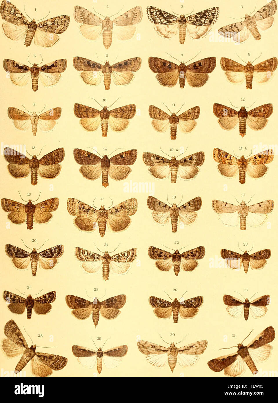 This 1908 work is a comprehensive study of the butterflies of Europe ...