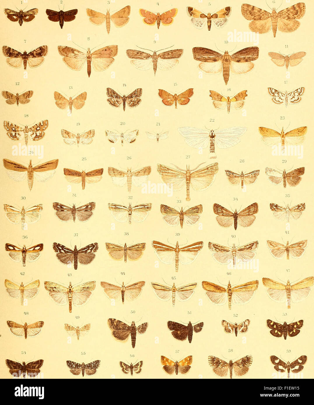 'Die Schmetterlinge Europas' (1908) is a comprehensive study of ...
