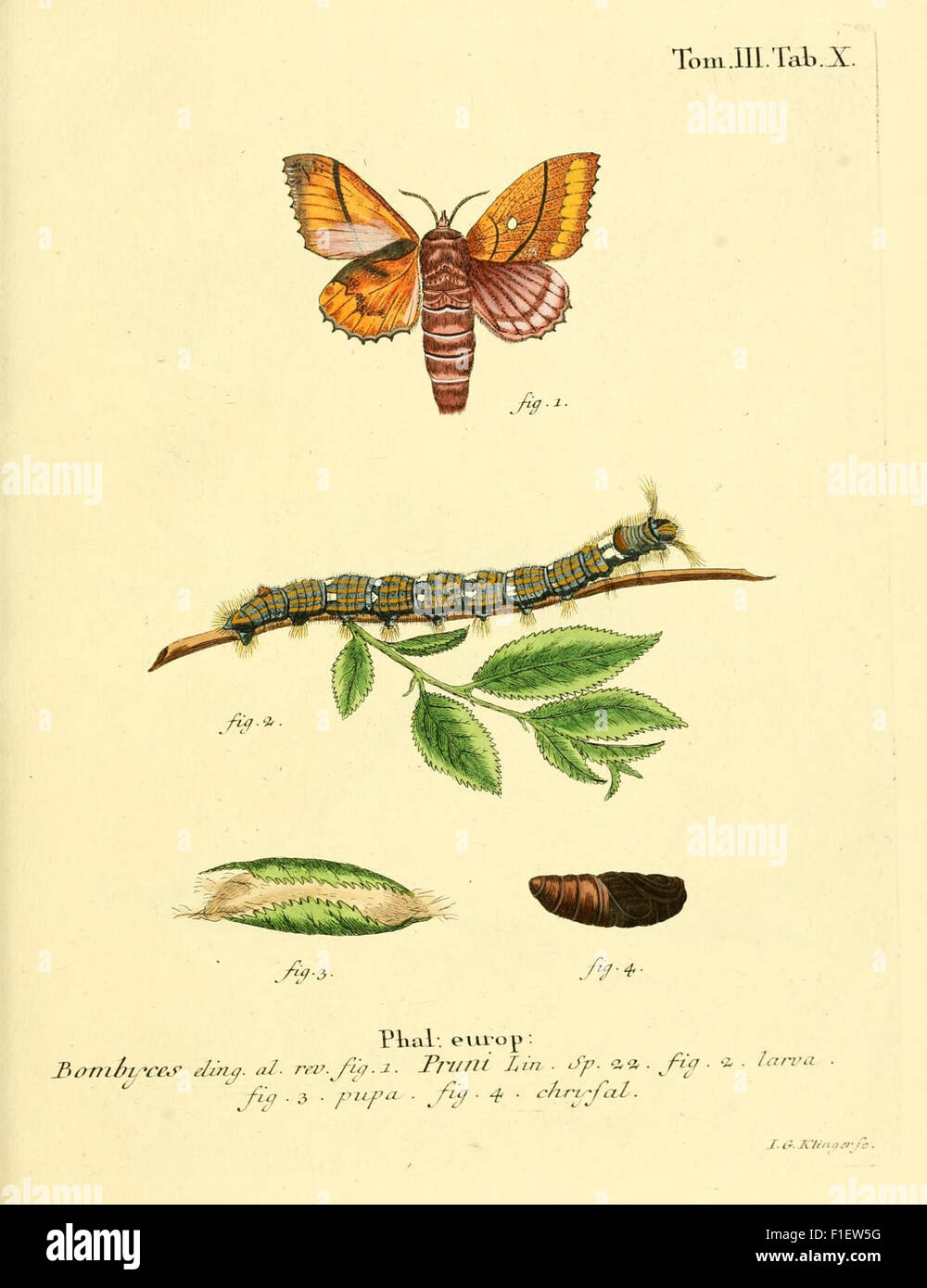 This work offers a detailed collection of butterfly illustrations based ...