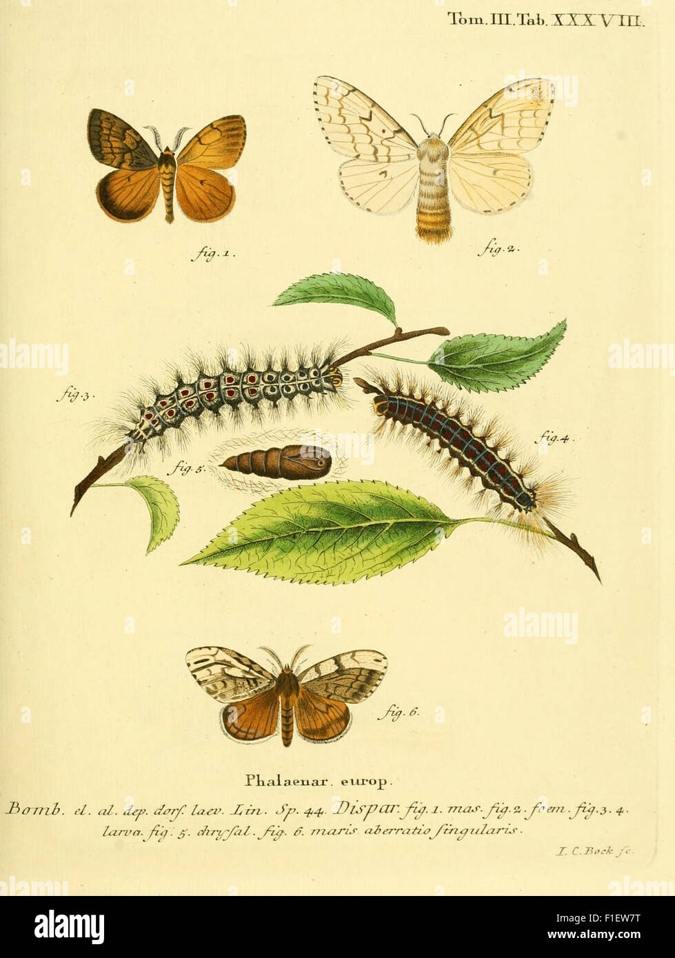 This vintage work showcases illustrations of butterflies from Europe ...
