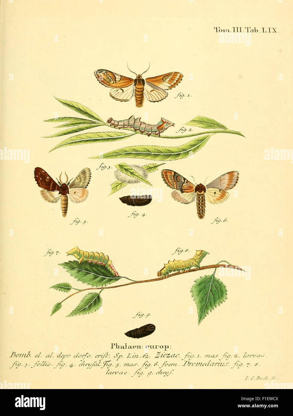 This German work features illustrations of butterflies (Lepidoptera ...