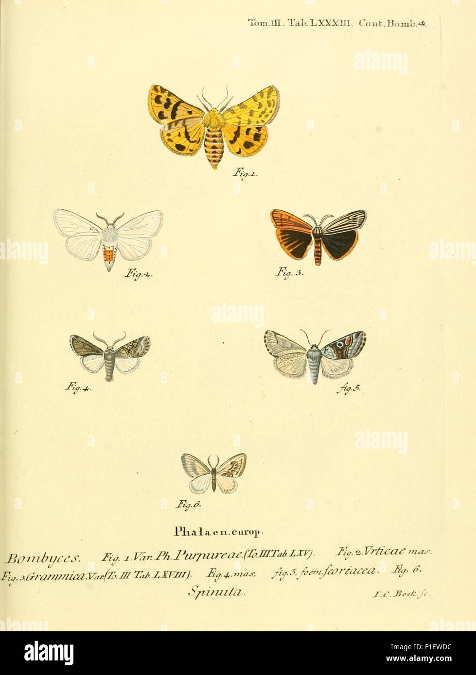 This 19th-century work documents European butterflies through detailed ...