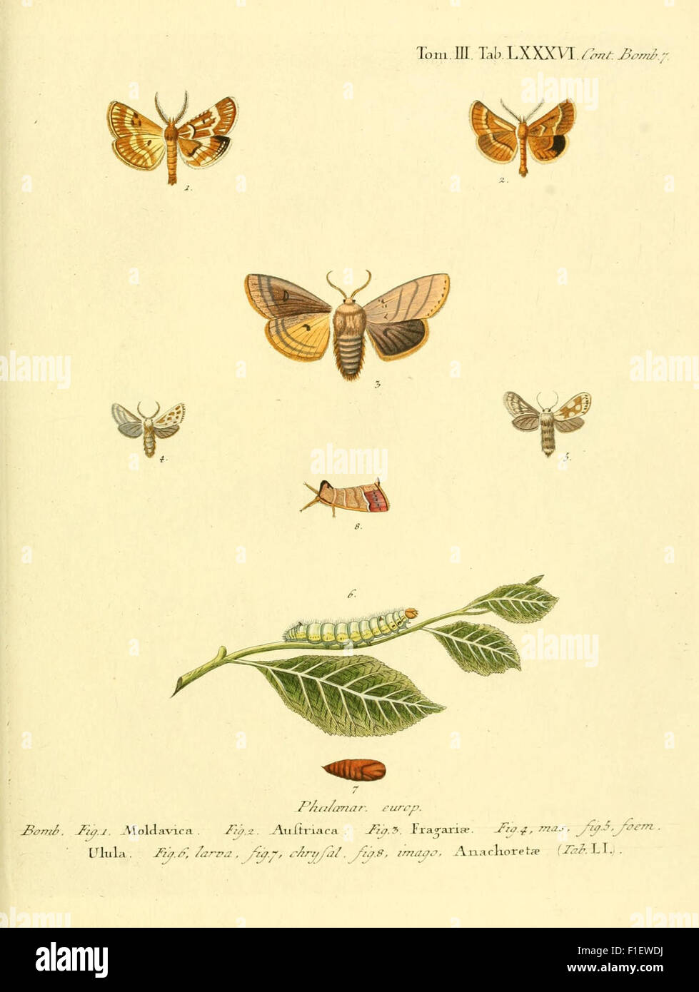 This illustrated work focuses on the natural history of butterflies ...