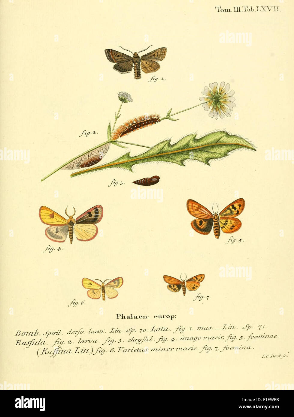 This work offers detailed illustrations of European butterflies ...