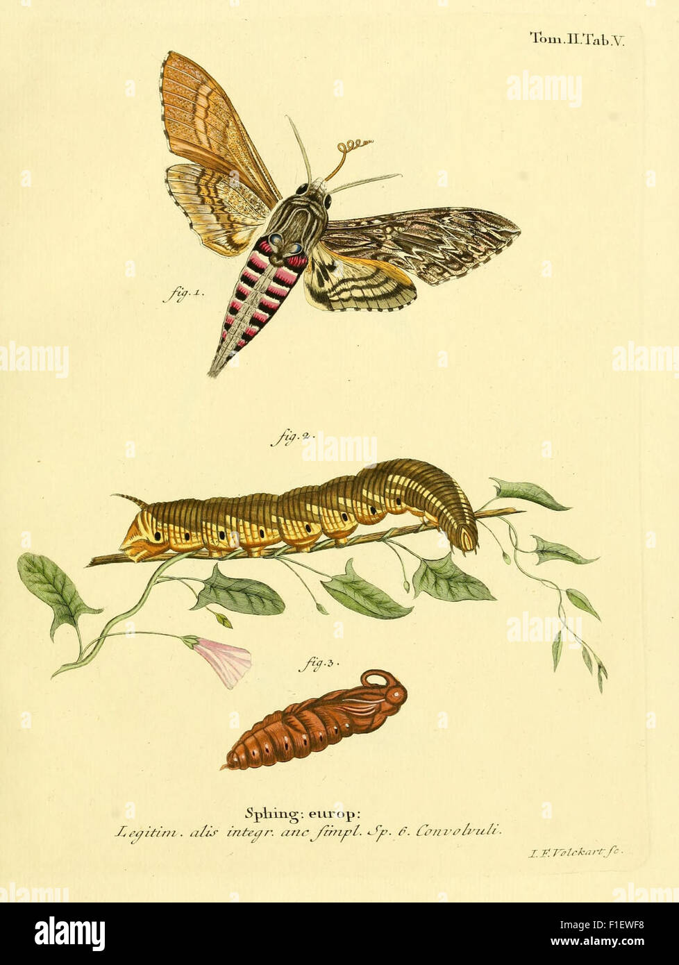 'Die Schmetterlinge in Abbildungen nach der Natur' is a detailed work ...