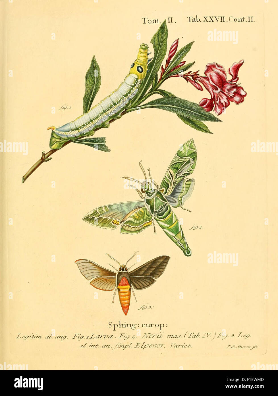 This work presents naturalistic illustrations of European butterflies ...