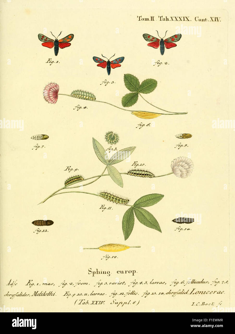 This plate from 'Die Schmetterlinge in Abbildungen nach der Natur ...