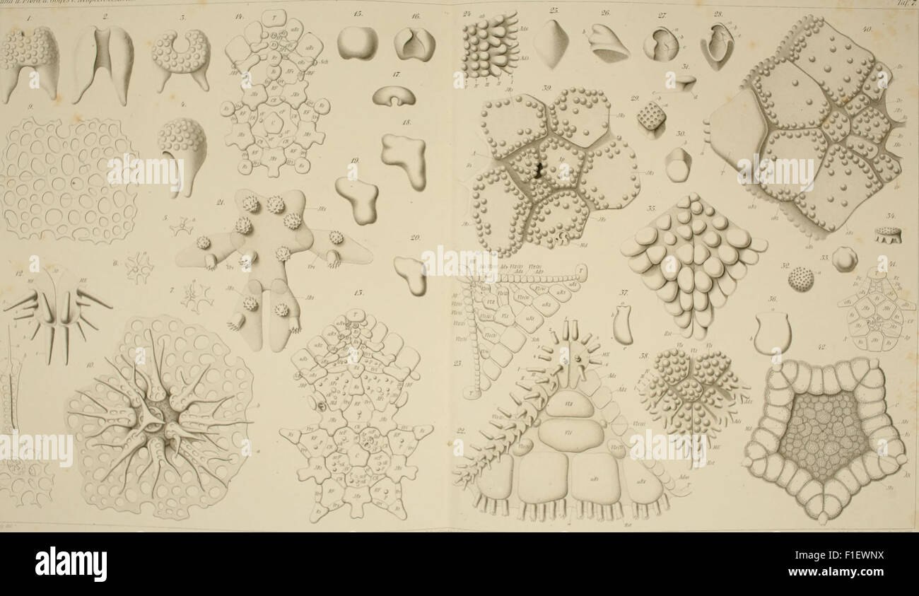 Detailed study of various starfish species hi-res stock photography and ...