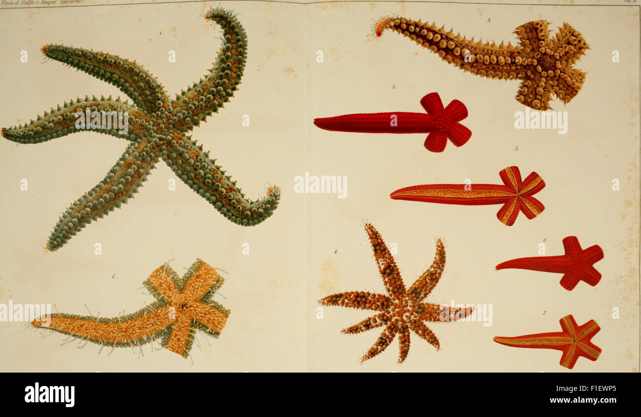 This 1897 work provides a detailed study of sea stars (starfish) from ...