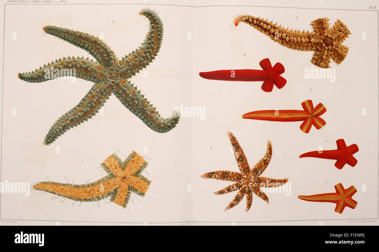 Die Seesterne des Mittelmeeres (1897 Stock Photo - Alamy