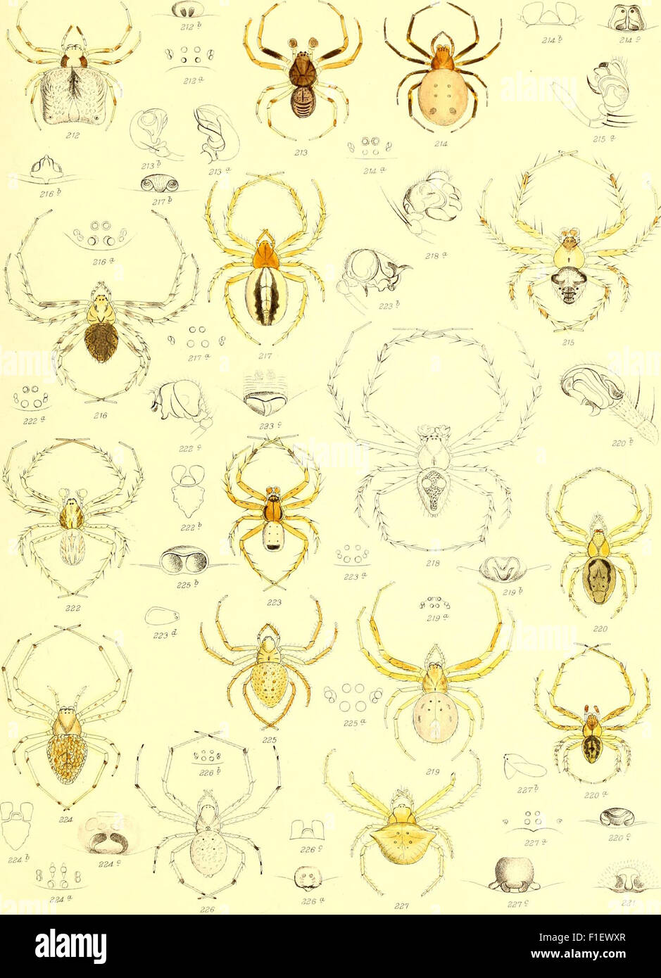 'Die Spinnen Amerikas' (1880) is a detailed work on American spiders ...