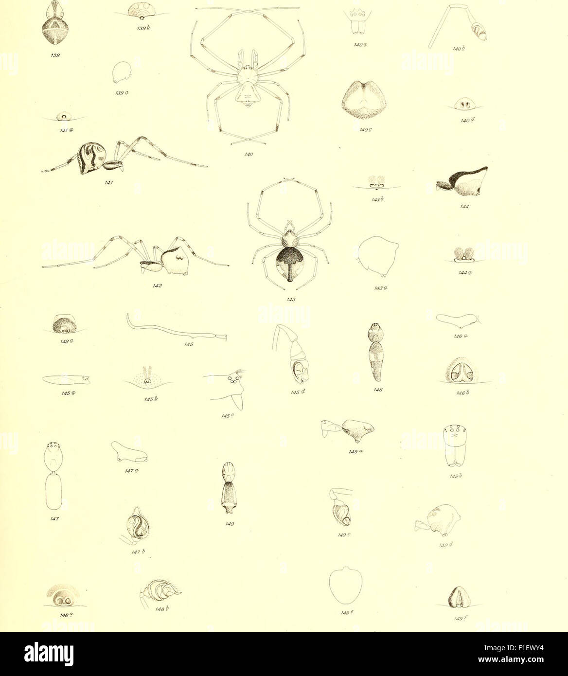 This 1880 work presents an extensive study of American spiders ...
