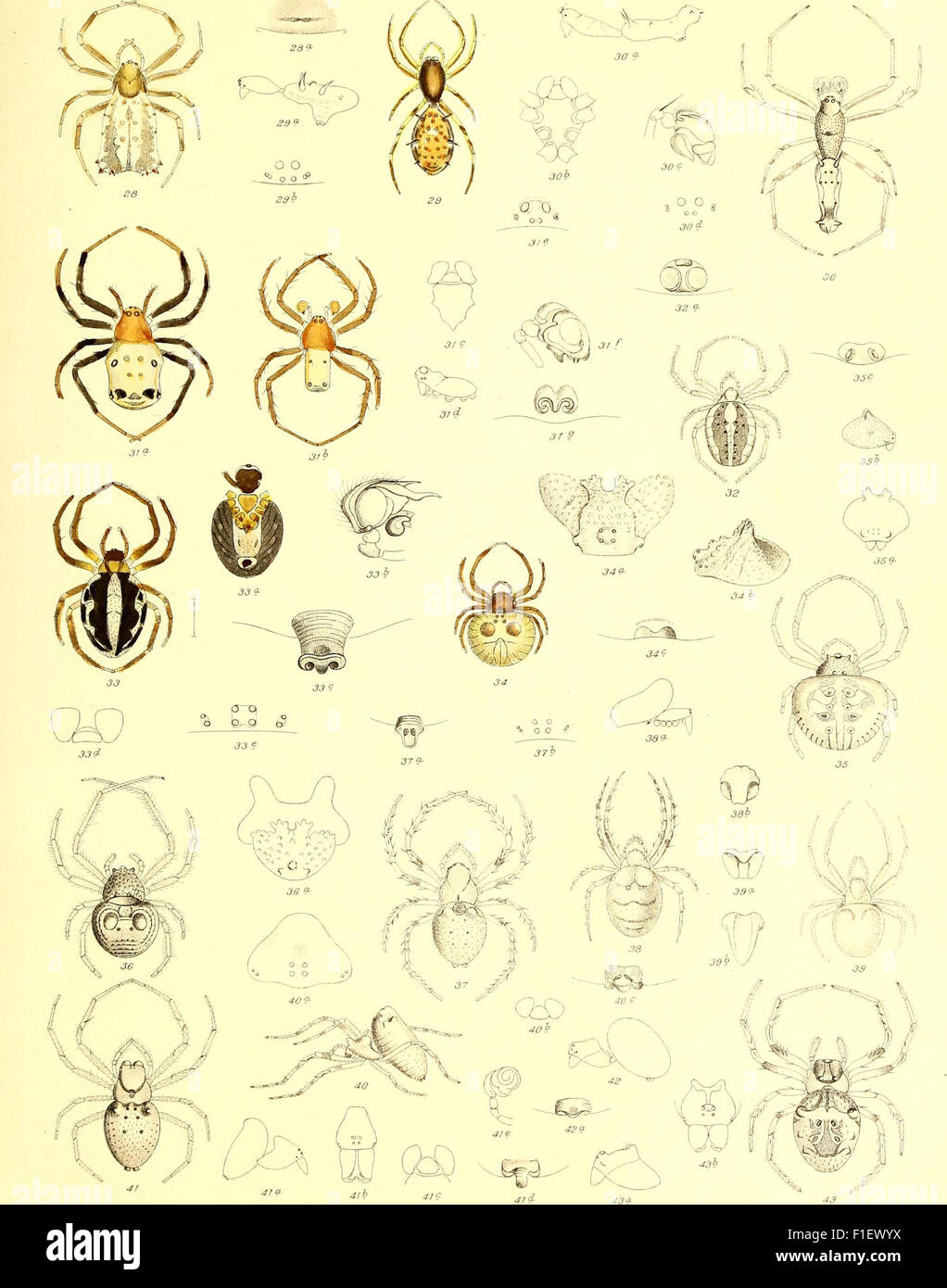 'Die Spinnen Amerikas' (1880) is a comprehensive study on the spider ...