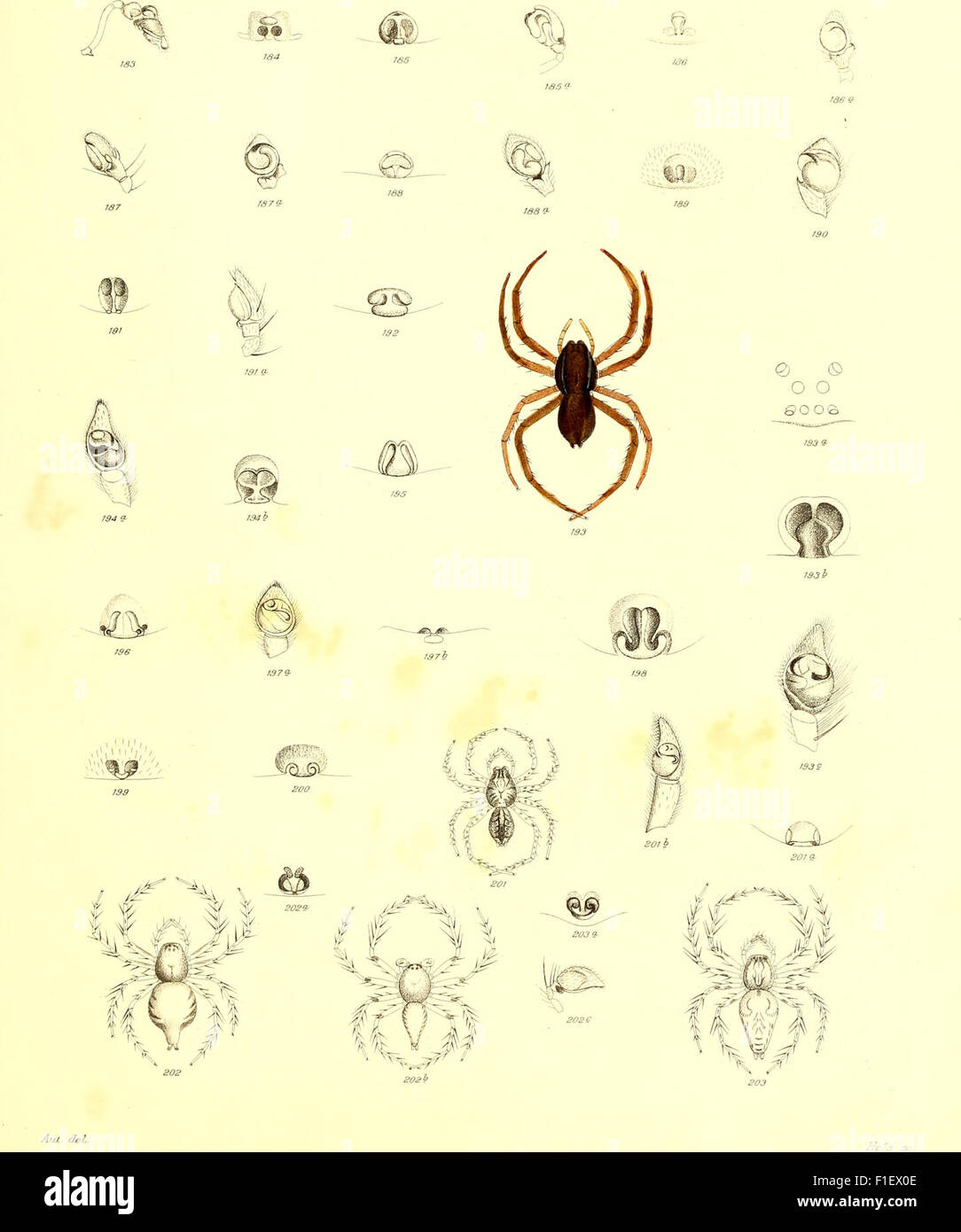 This 1880 publication studies the spider species of the Americas, with ...