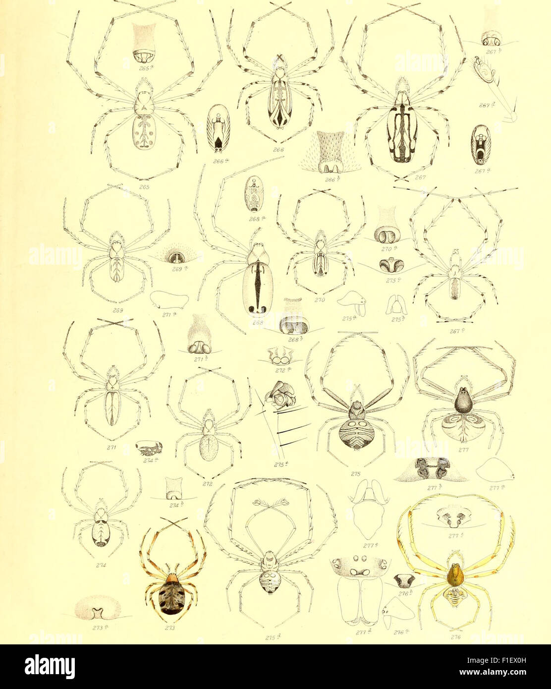 'Die Spinnen Amerikas' (The Spiders of America) is an 1880 German ...