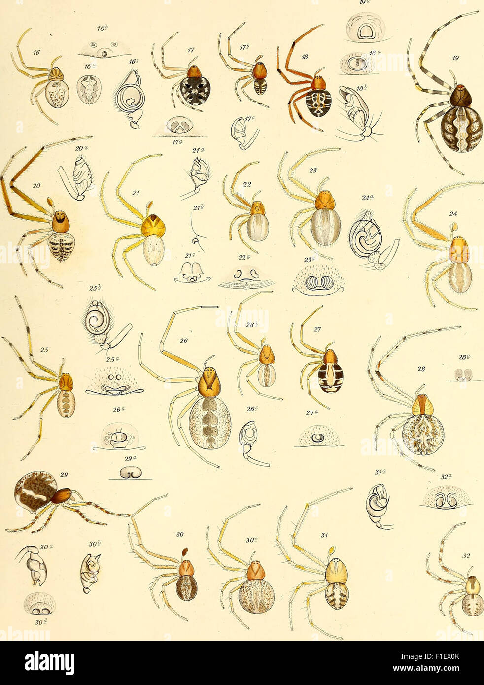 This 1880 work is a detailed study of American spiders, featuring ...