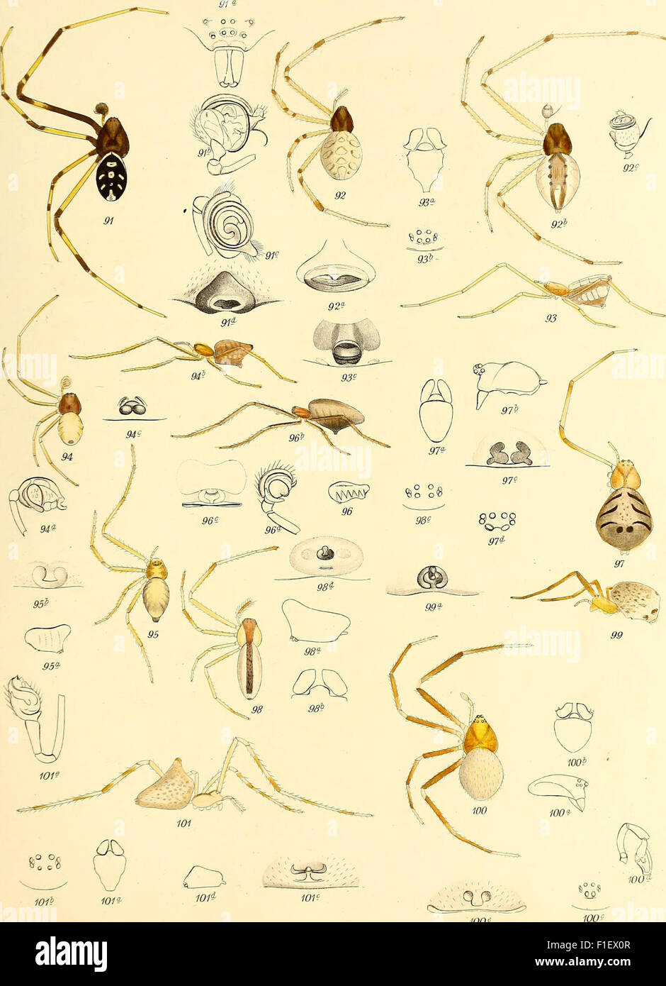 This 1880 work on American spiders documents various species found ...