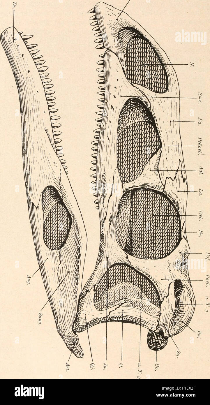 This 1919 work covers the systematic classification of vertebrates ...