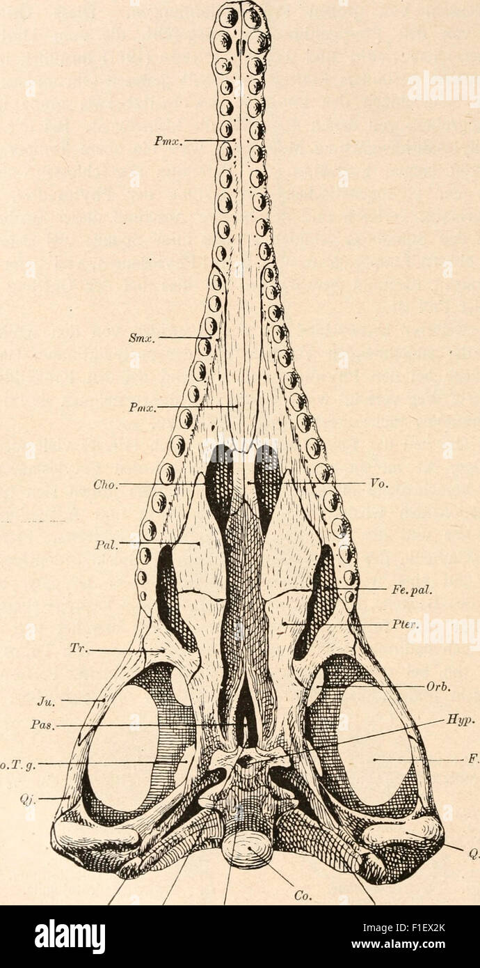 This 1919 work focuses on vertebrate zoology, providing a systematic ...