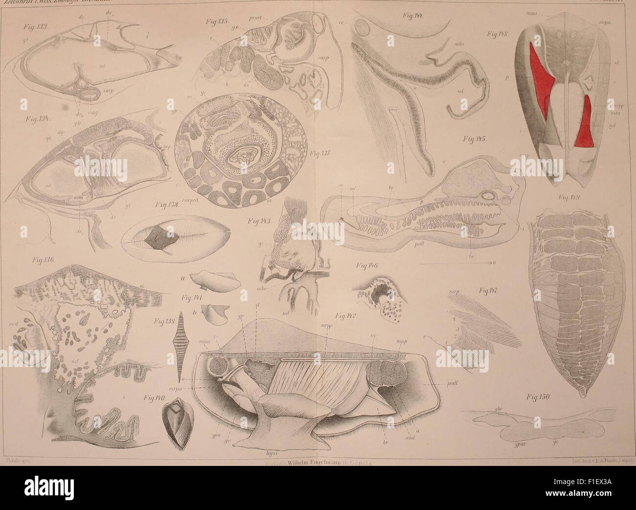 This work from 1902 explores the systematic classification and ...