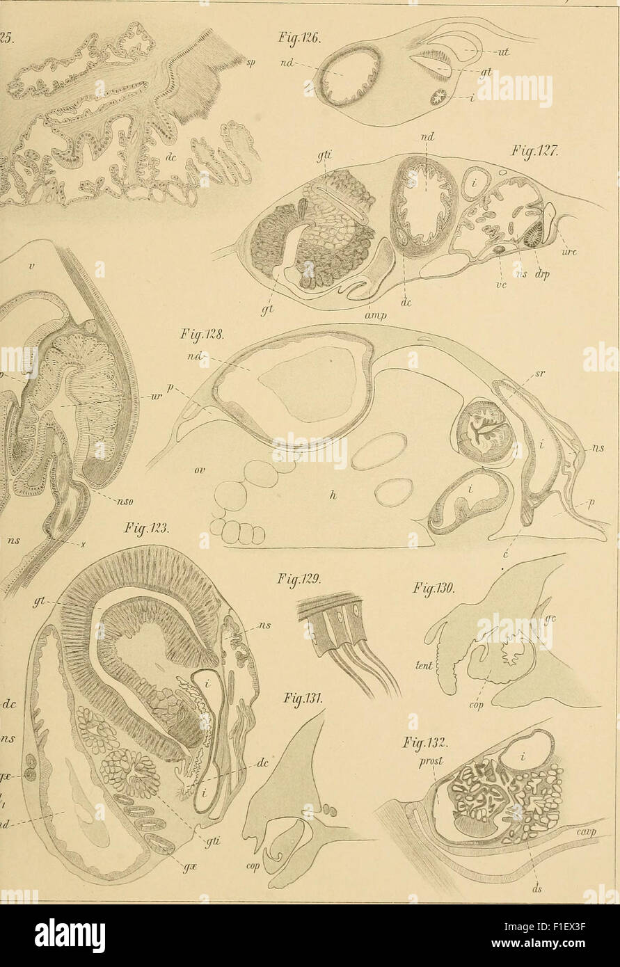 This 1902 work explores the systematic classification and phylogeny of ...