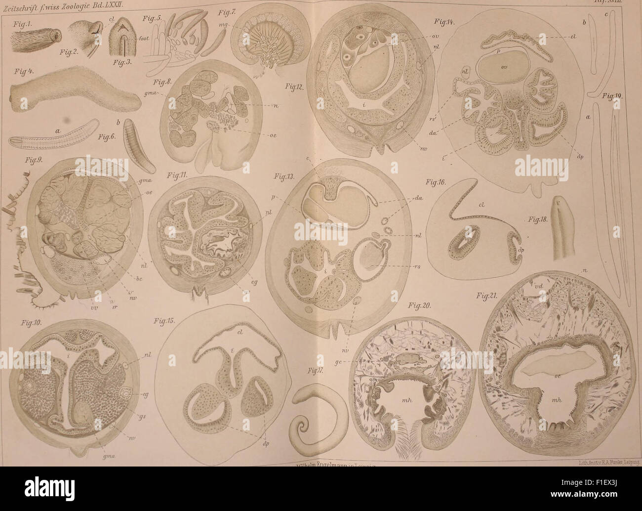 This 1902 work discusses the systematic classification of ...