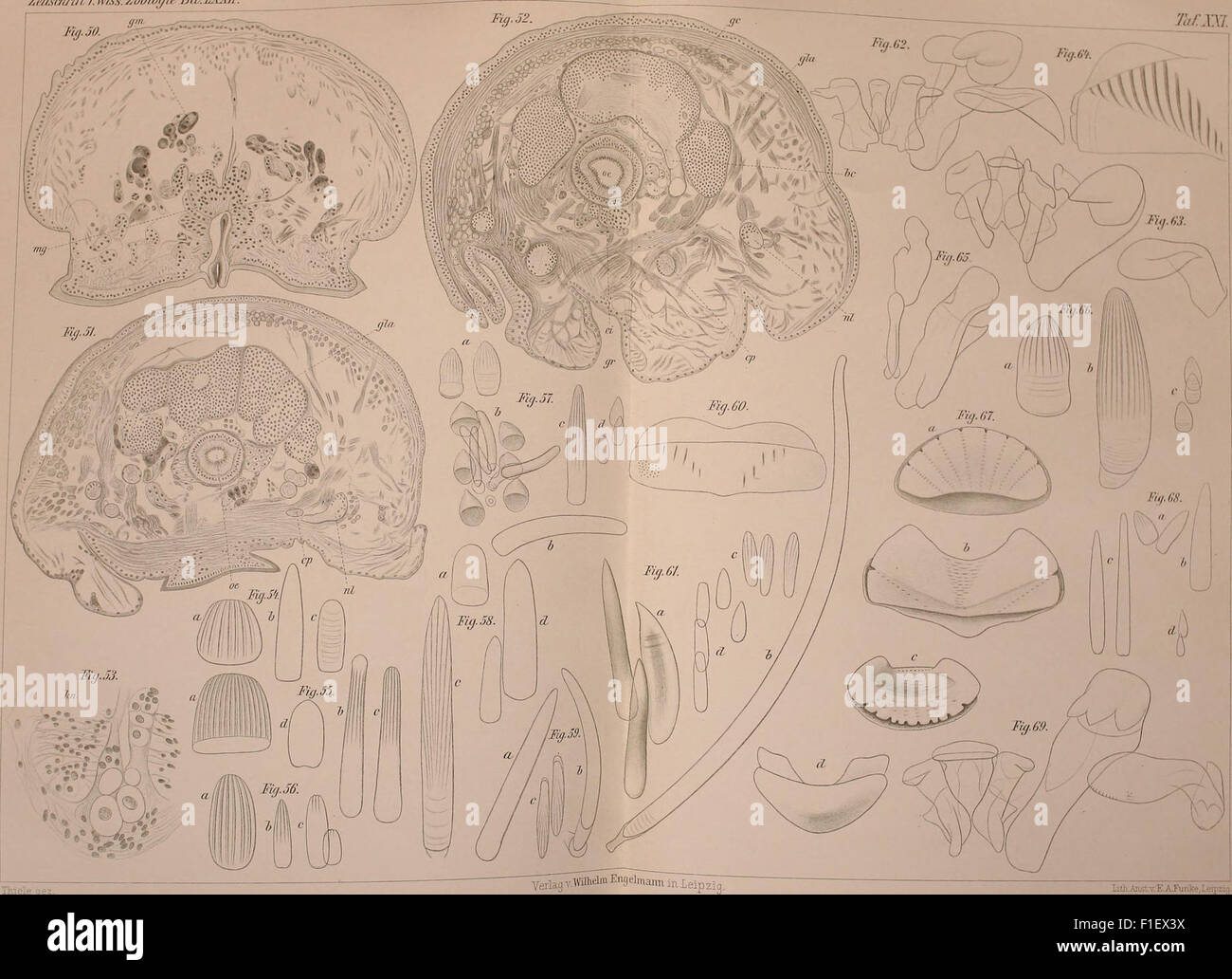This 1902 work discusses the classification and phylogeny (evolutionary ...