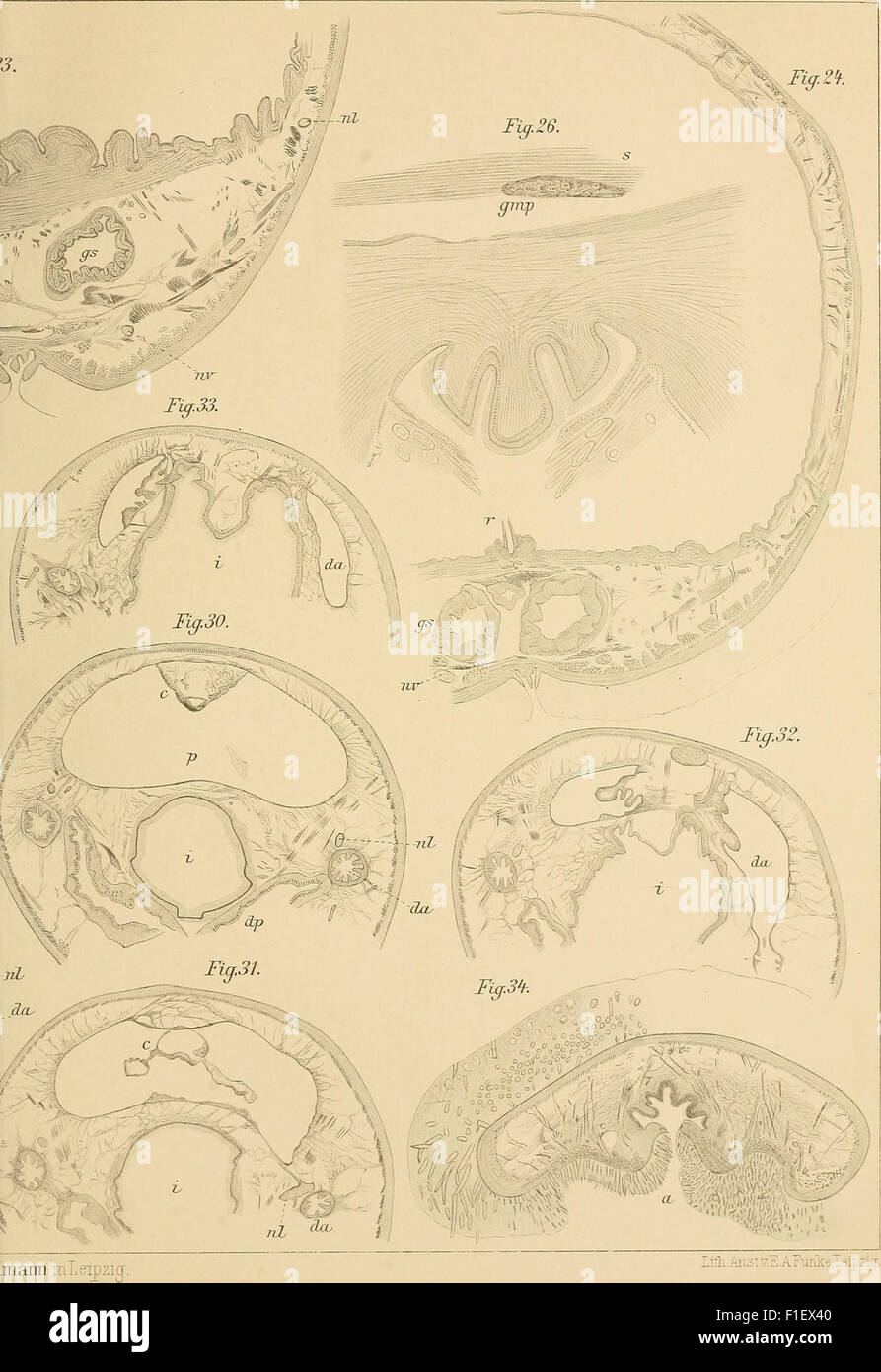 This 1902 study investigates the systematic position of Solenogastres ...