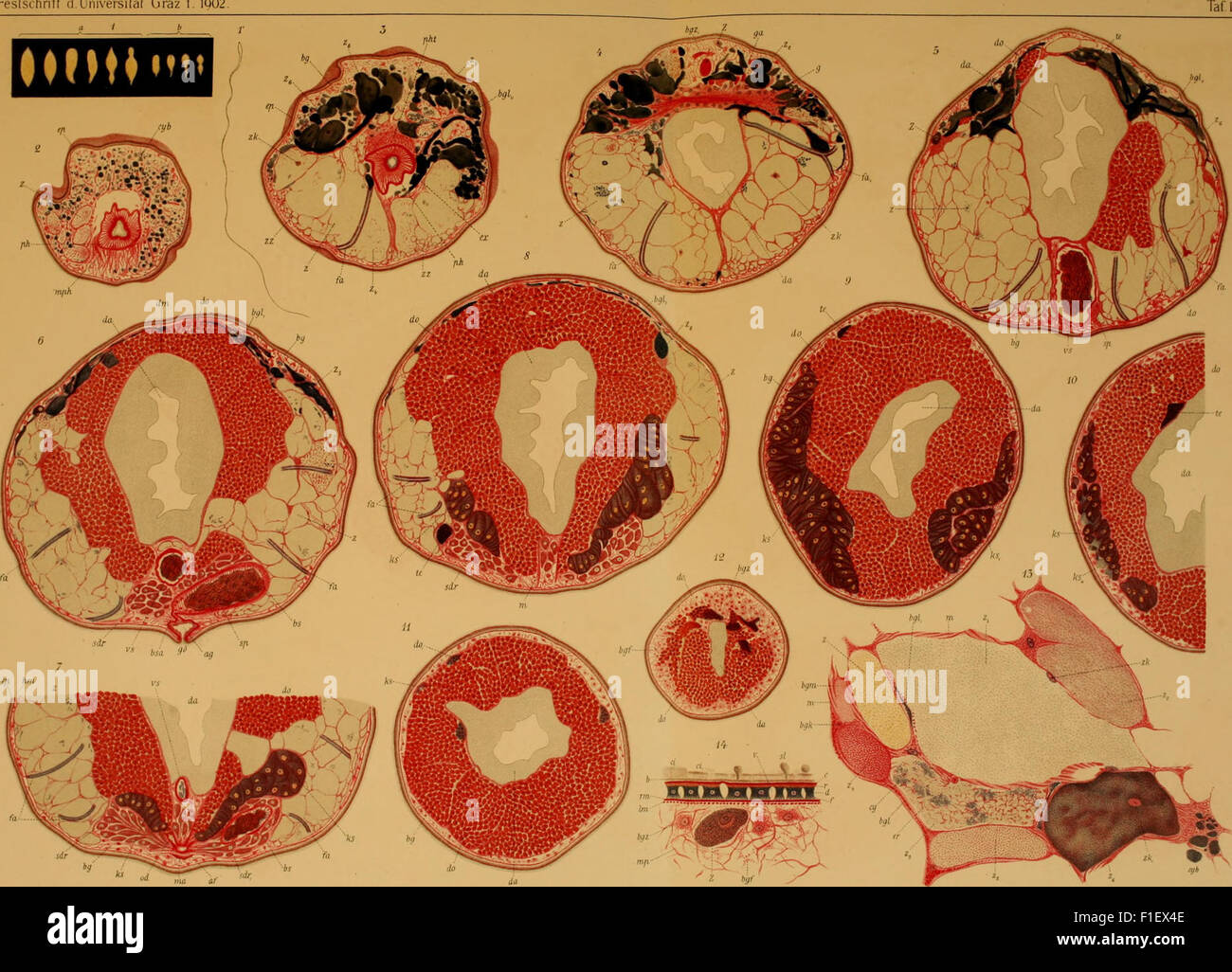 'Die Turbellarien als Parasiten und Wirte' (1903) examines the ...