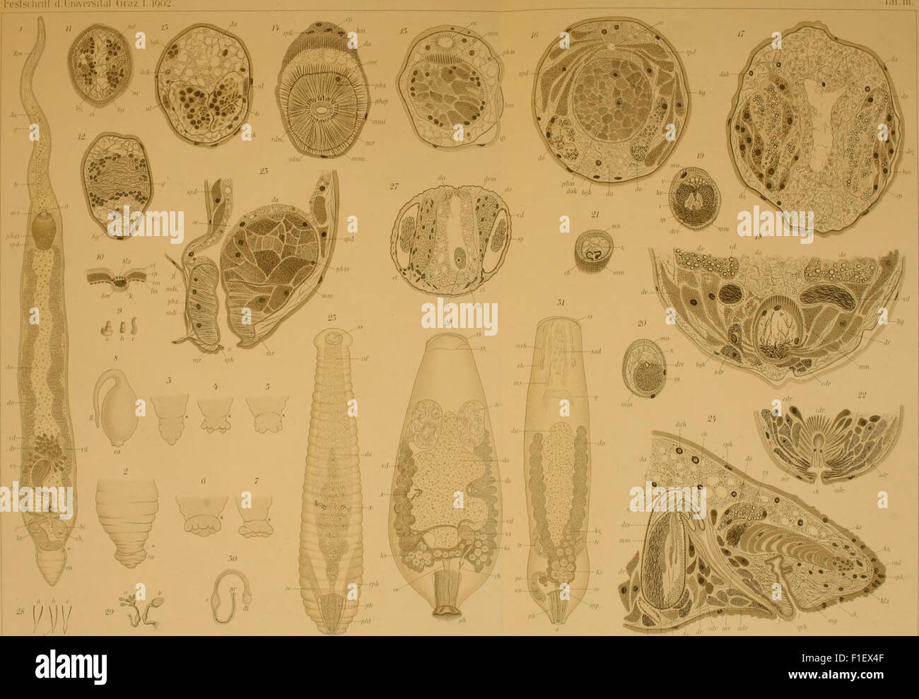 'Die Turbellarien als Parasiten und Wirte' (1903) investigates the role ...