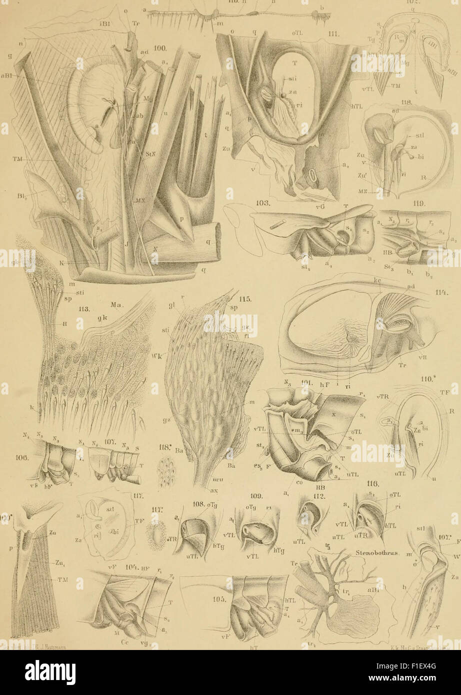 This 1875 German scientific work investigates the tympanal sensory ...